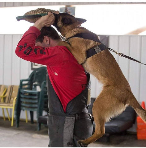 Working K9 Training
