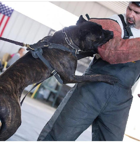 Working K9 Training