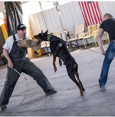 Working K9 Training