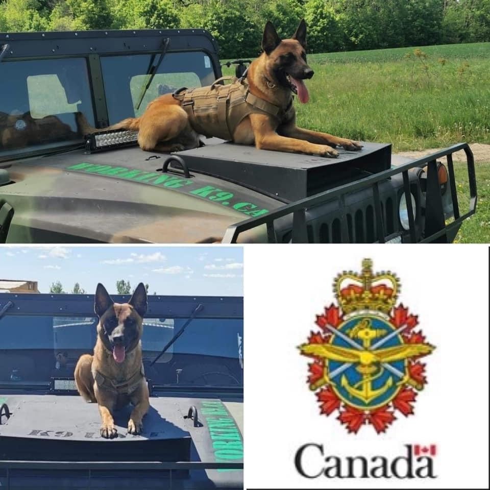 WELCOME TO WORKING K9.ca