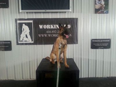Working K9 Testimonials